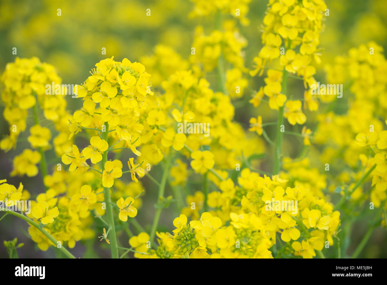 Canola flower field hi-res stock photography and images - Alamy