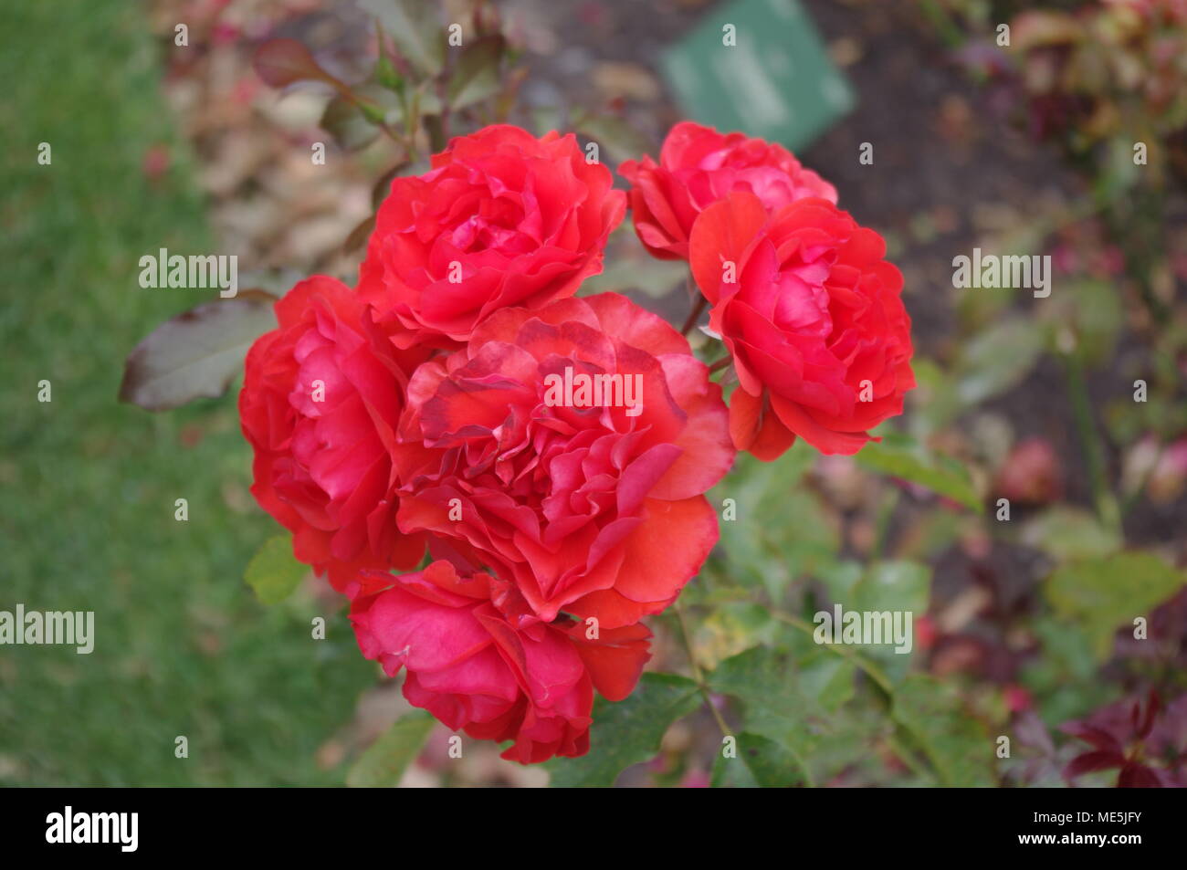 New zealand red roses hi-res stock photography and images - Alamy
