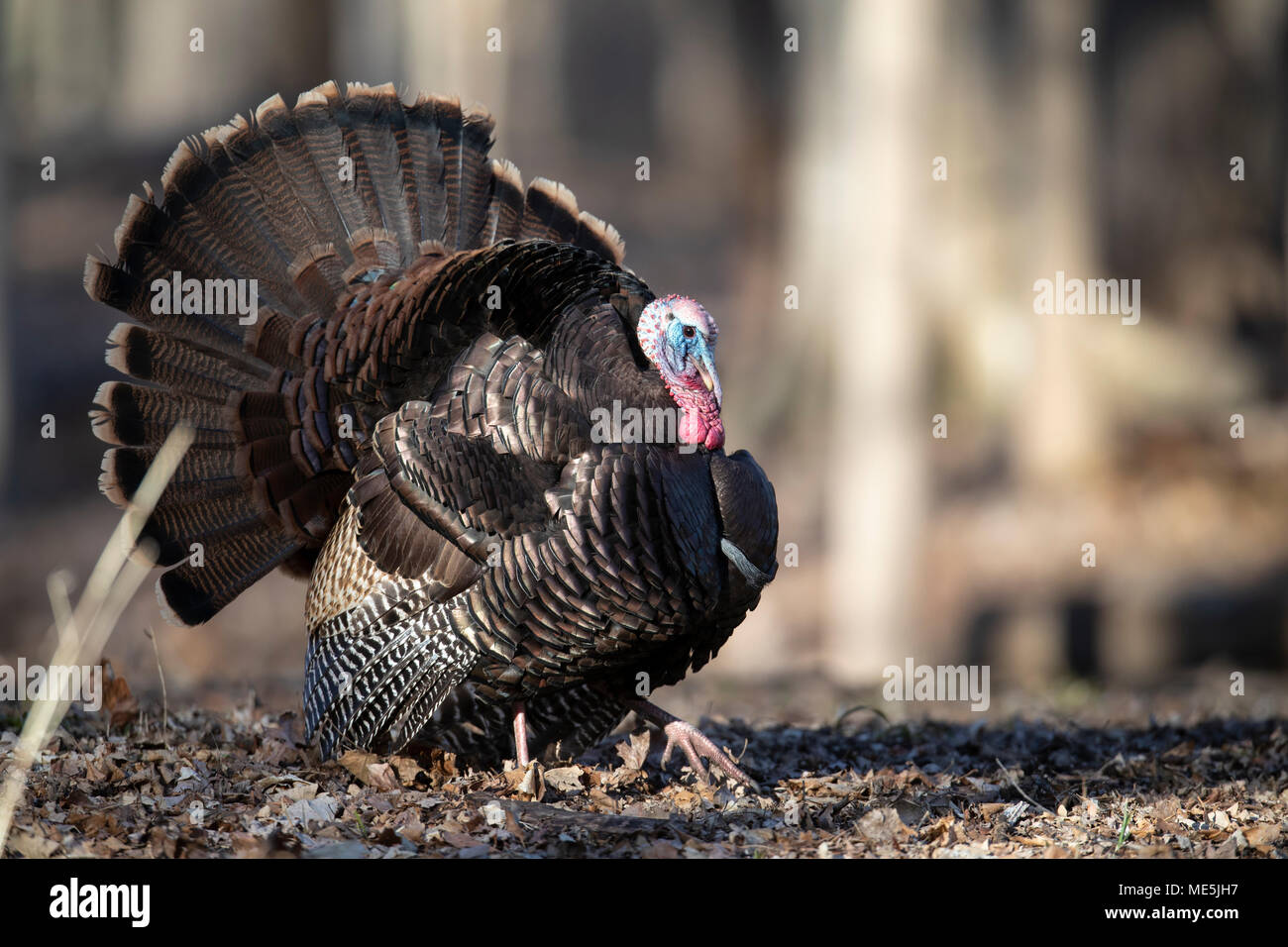 Turkey mating display hi-res stock photography and images - Alamy