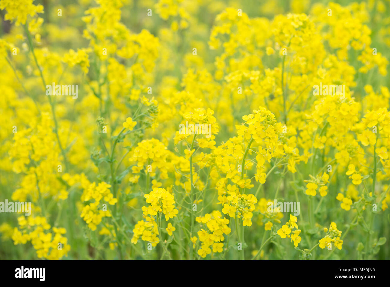 Canola flower field hi-res stock photography and images - Alamy