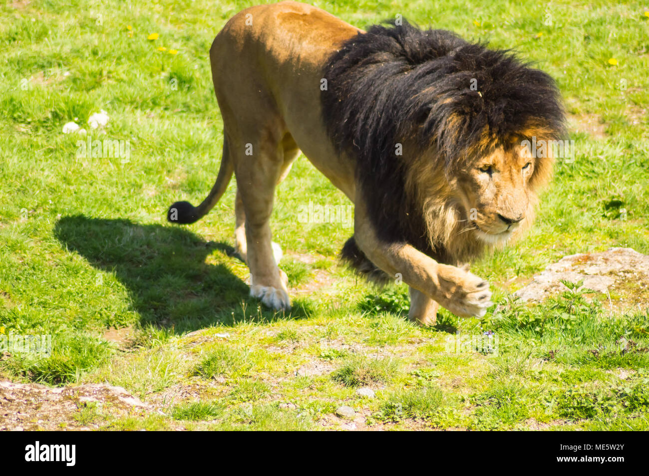 Beautiful lion in front of a pond in a wildlife park in the north west ...