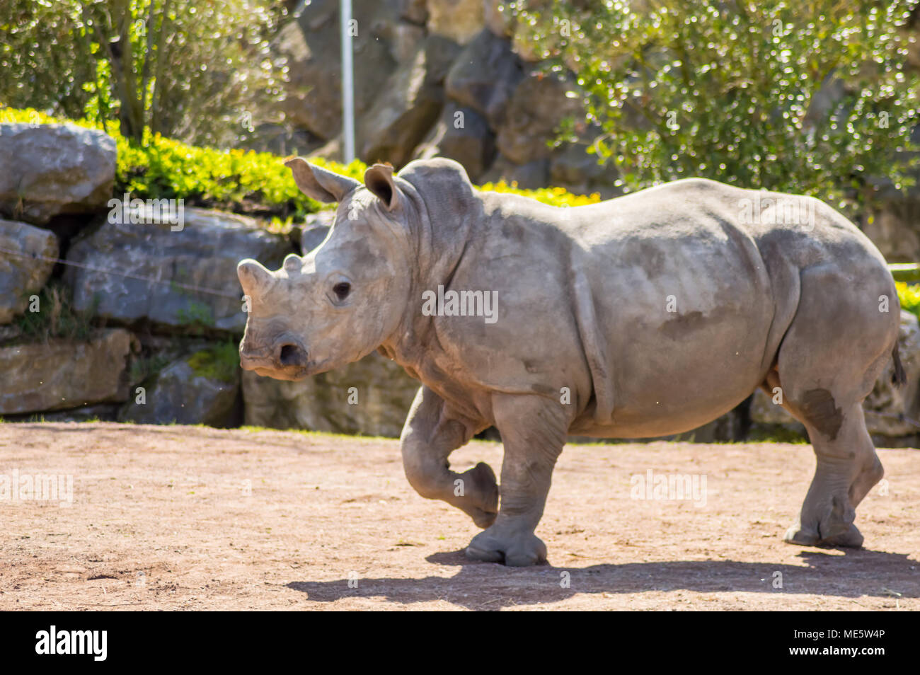 Young rhinoceros walking in profile in a wildlife park in Belgium Stock ...