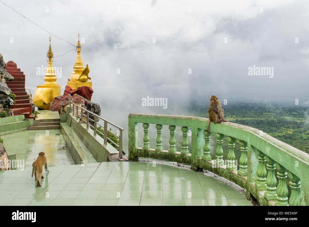 Human Monkey High Resolution Stock Photography and Images - Alamy