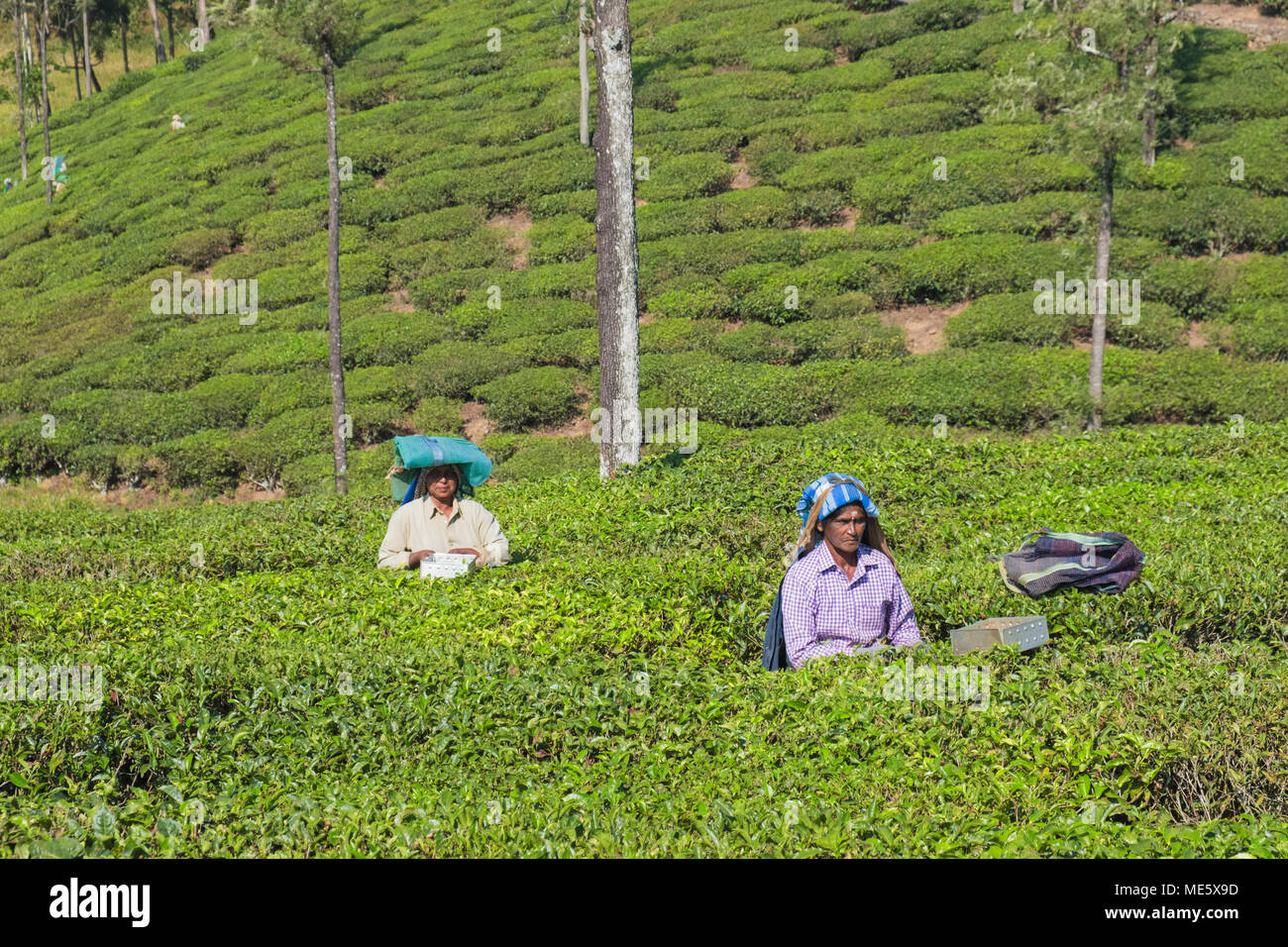 Valparai tea estate hi-res stock photography and images - Alamy