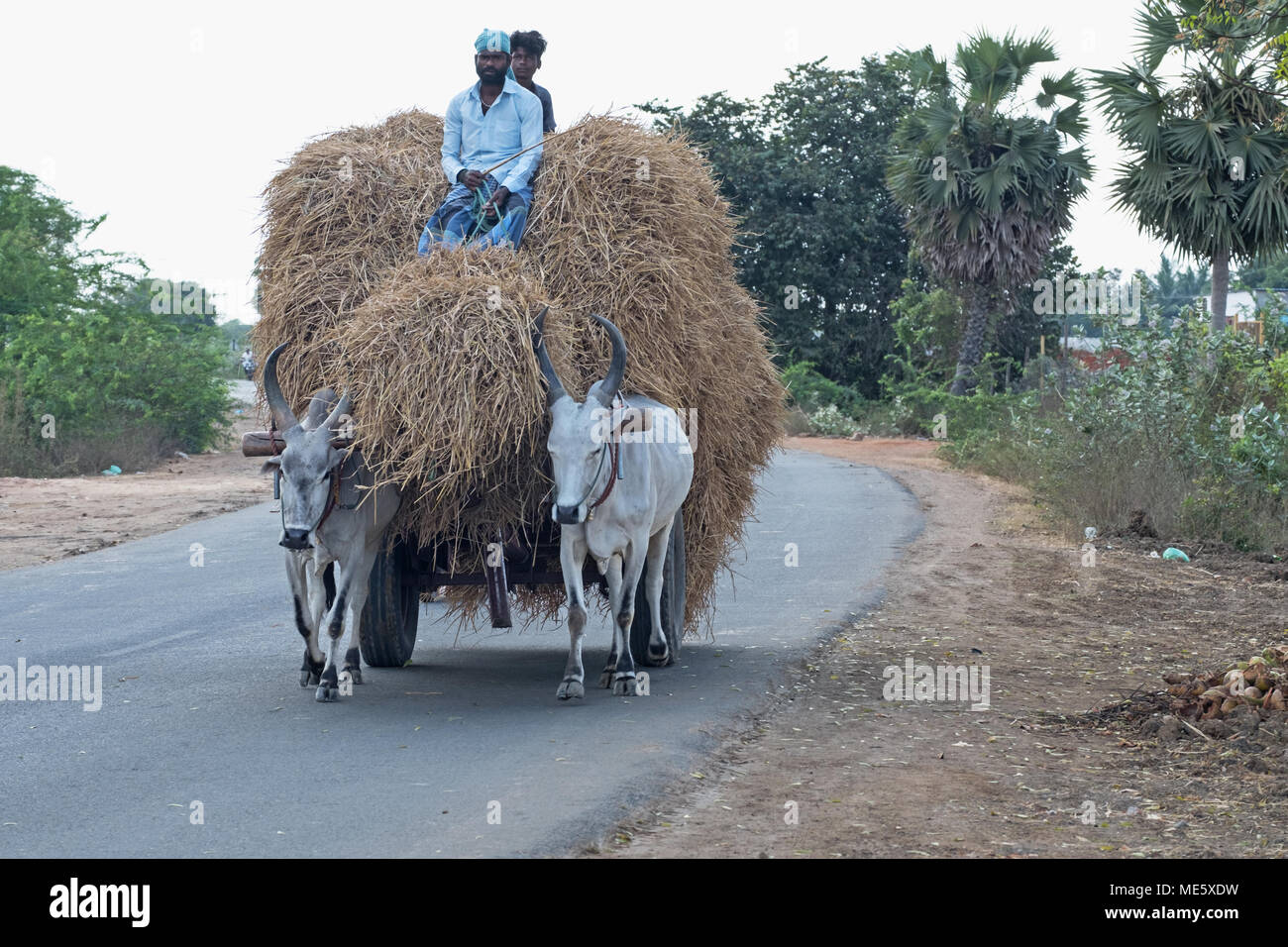 Thanjavur, India - March 16, 2018: A bullock cart carrying a large load ...