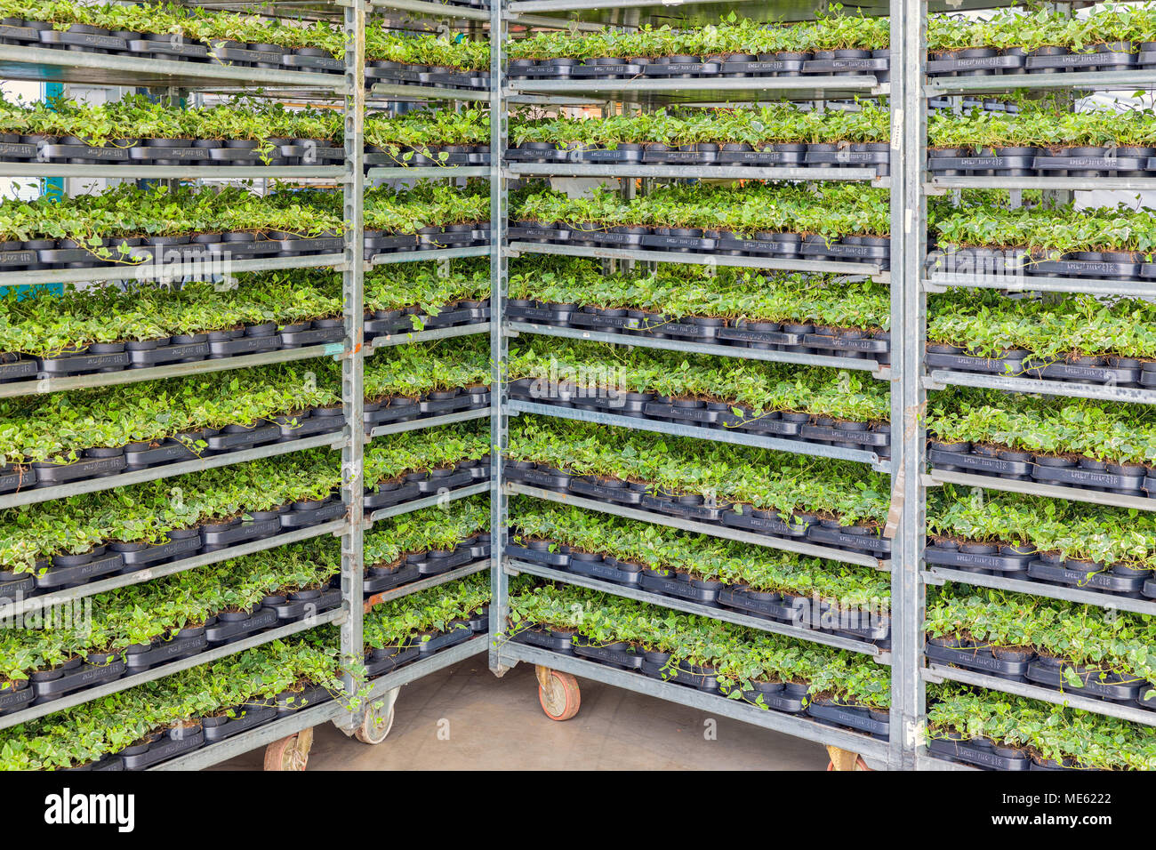 Greenhouse with storage of flower bed plants in racking system Stock ...