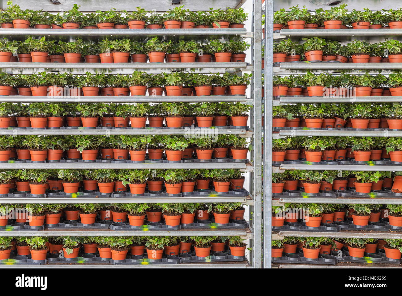 Greenhouse with storage of flower bed plants in racking system Stock ...