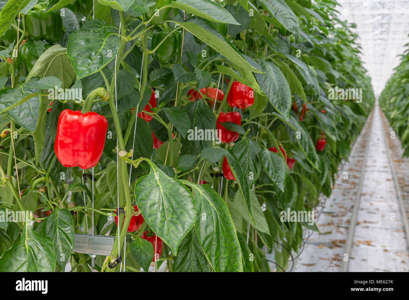Cultivation of red paprika in Dutch greenhouse Stock Photo - Alamy