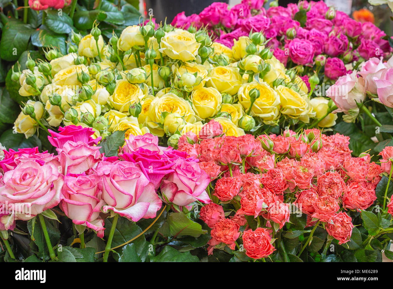 Different color roses hi-res stock photography and images - Alamy
