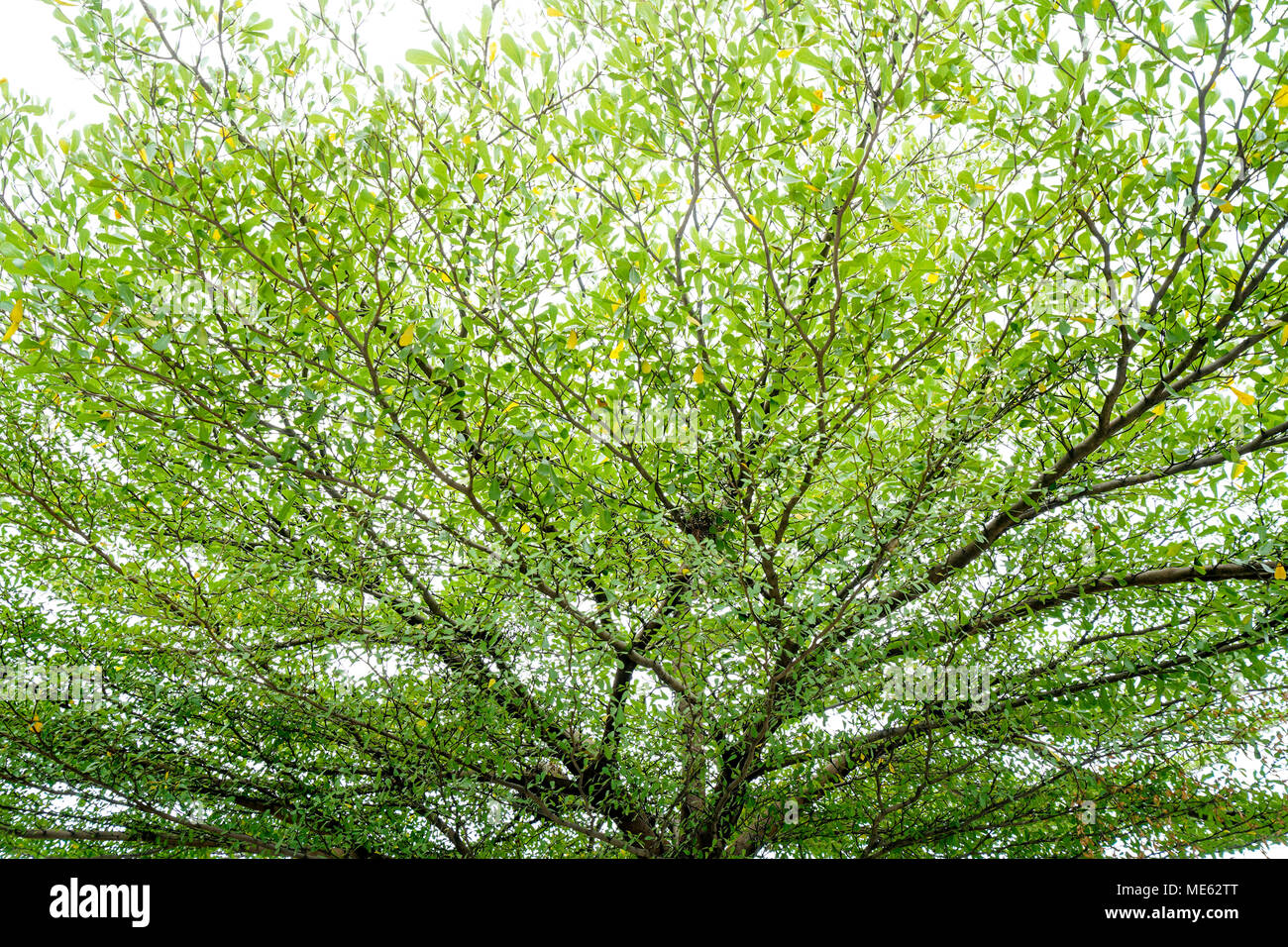 Frame branches leaves hi-res stock photography and images - Alamy