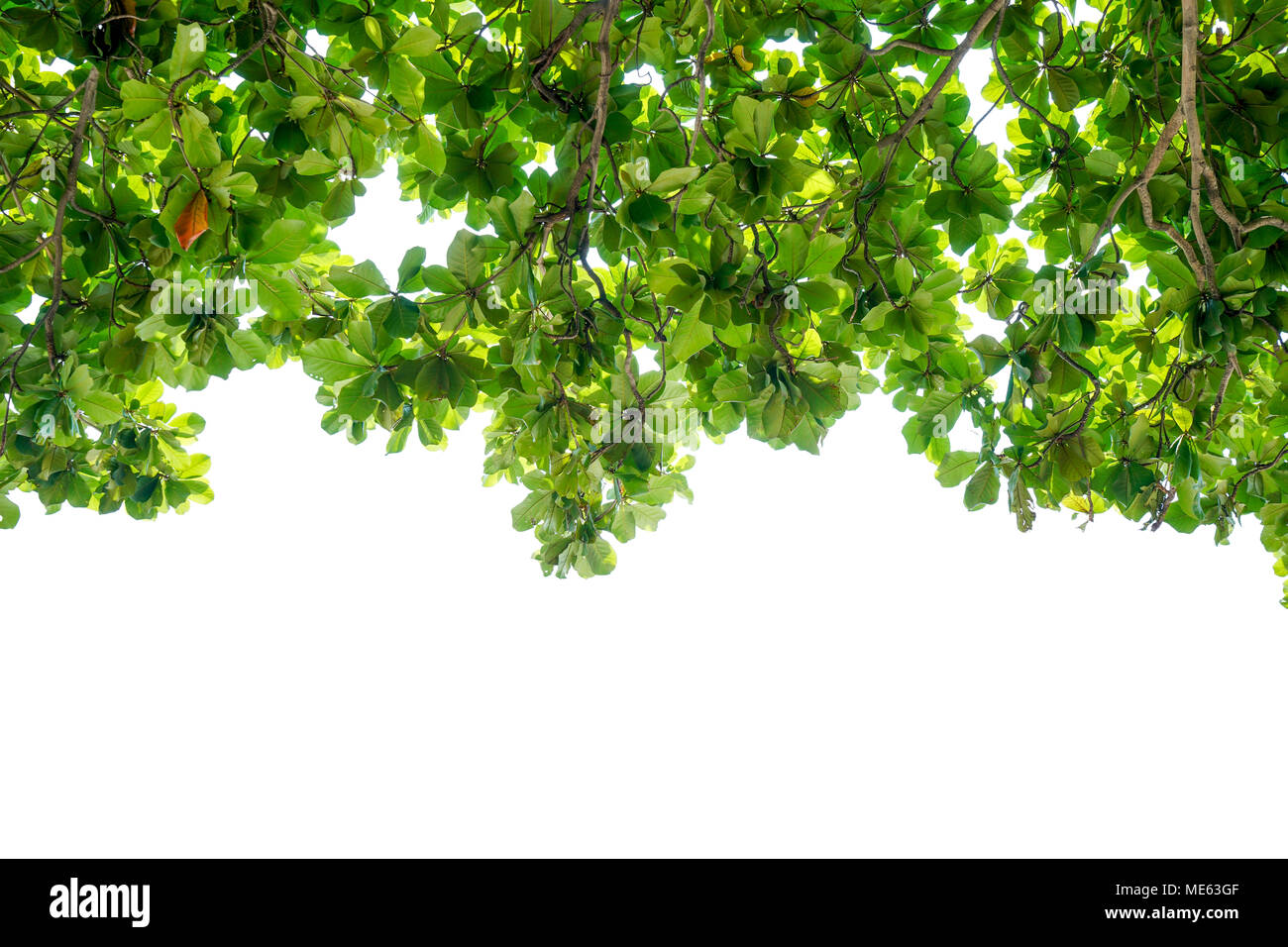 Indian almond tree hi-res stock photography and images - Alamy
