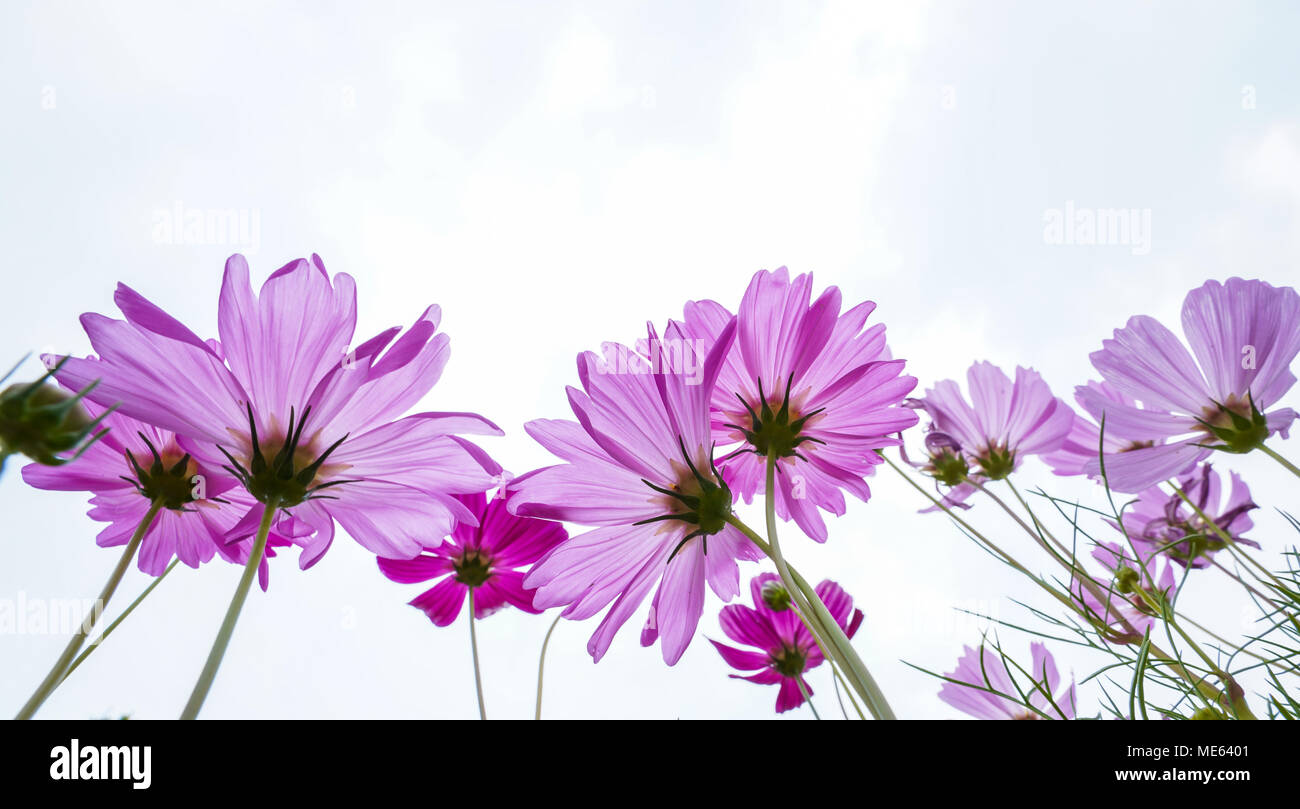 Beautiful pink purple cosmos hi-res stock photography and images - Alamy