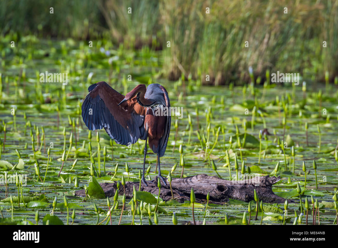 Goliath heron in Mapungubwe national park, South Africa ;Specie Ardea ...