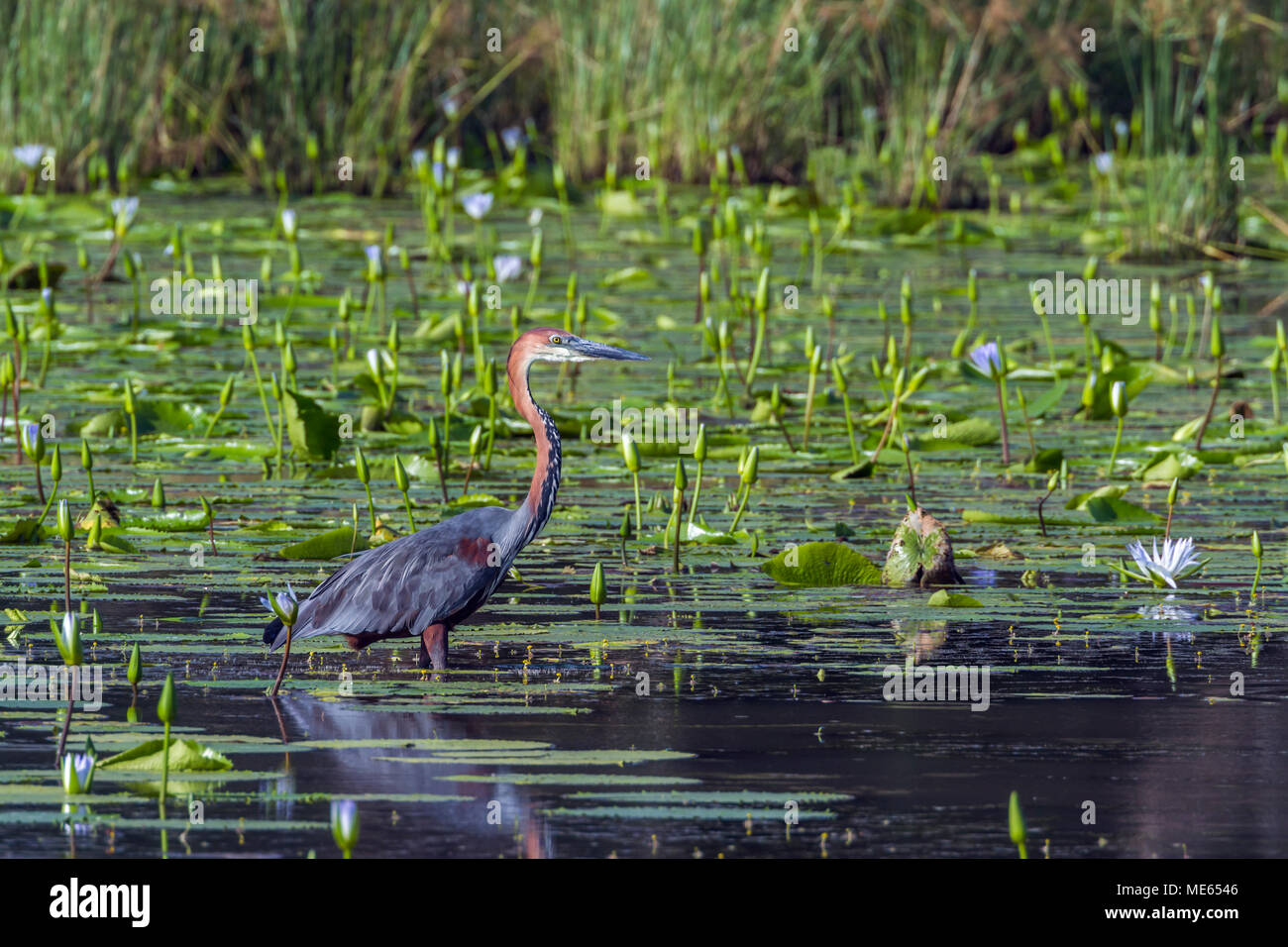 Goliath heron in Mapungubwe national park, South Africa ;Specie Ardea ...