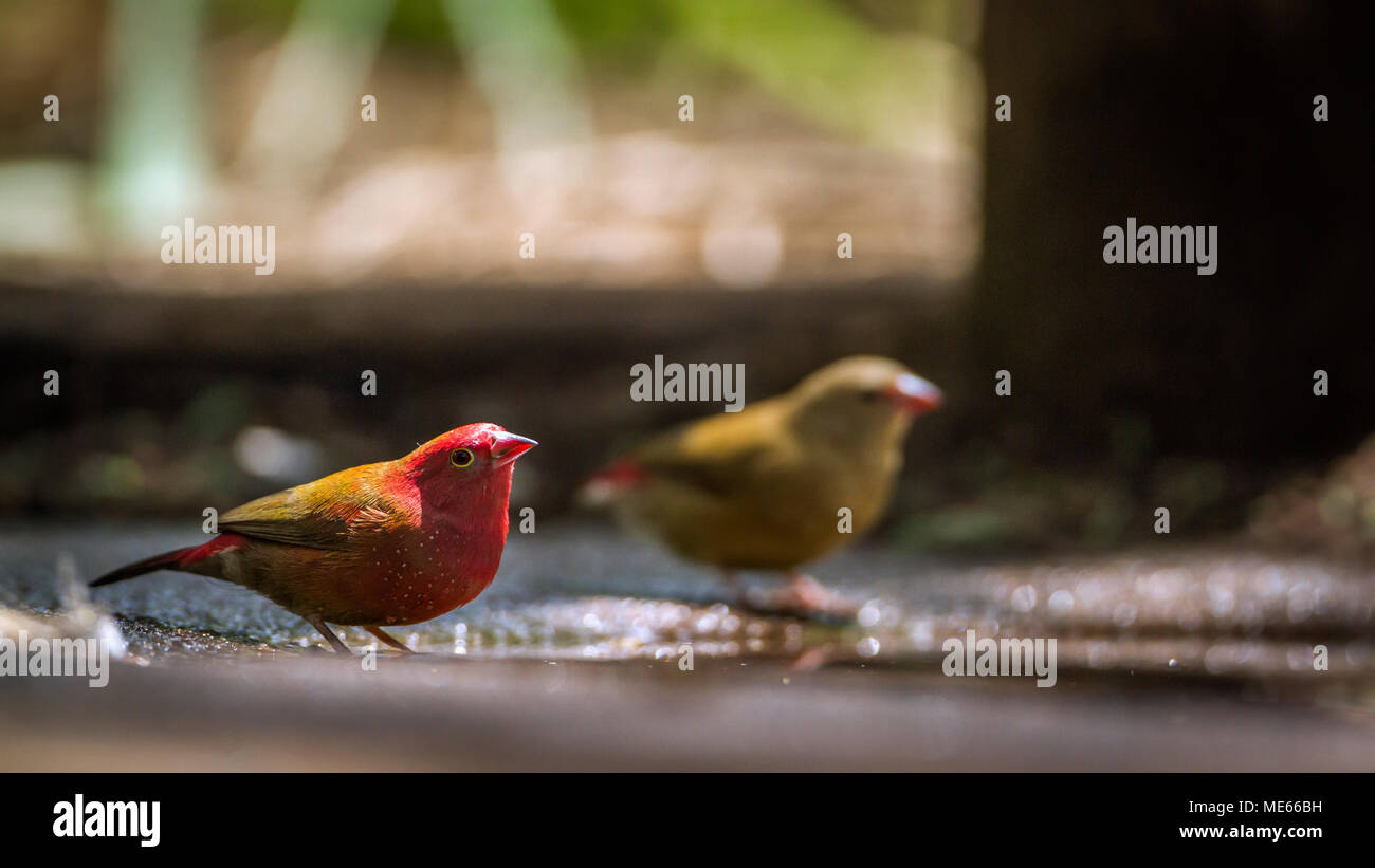 Red-billed firefinch in Mapungubwe national park, South Africa ;Specie ...