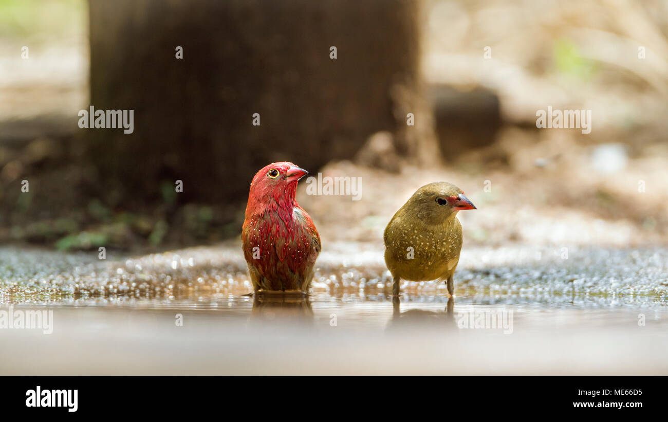 Red-billed firefinch in Mapungubwe national park, South Africa ;Specie ...