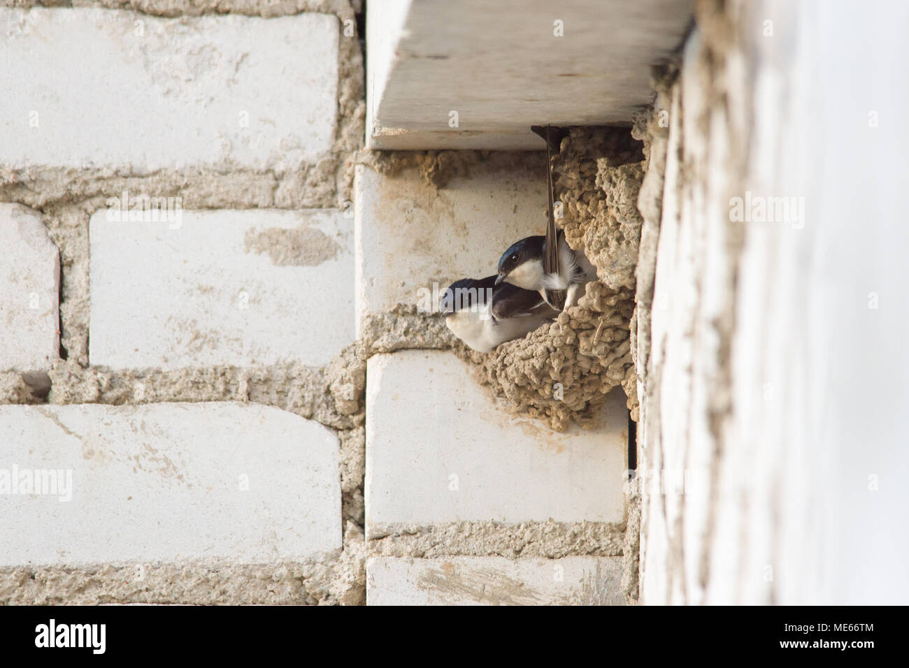Barn swallow building a nest hi-res stock photography and images - Alamy