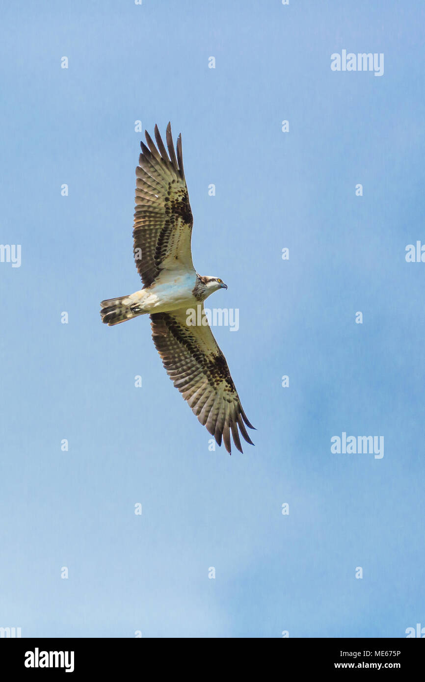 Symmetry of flight hi-res stock photography and images - Alamy