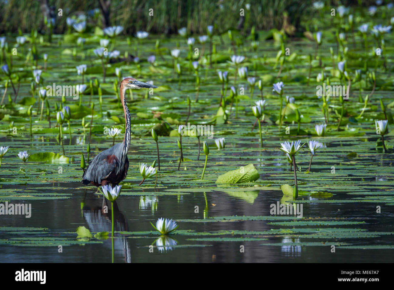 Goliath heron in Mapungubwe national park, South Africa ;Specie Ardea ...