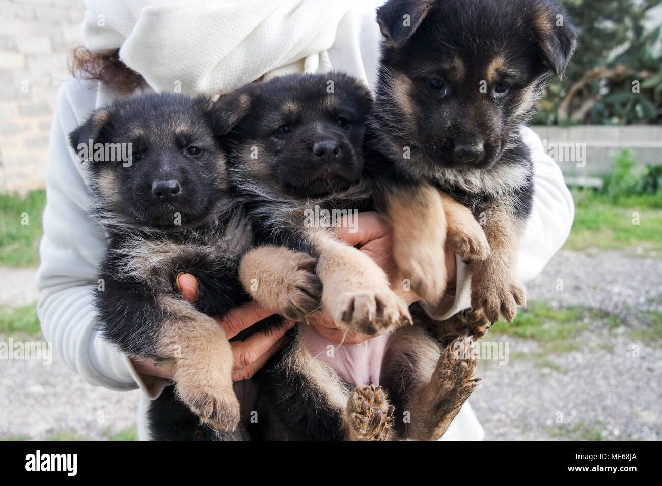 German shepherd guide dog hi-res stock photography and images - Alamy