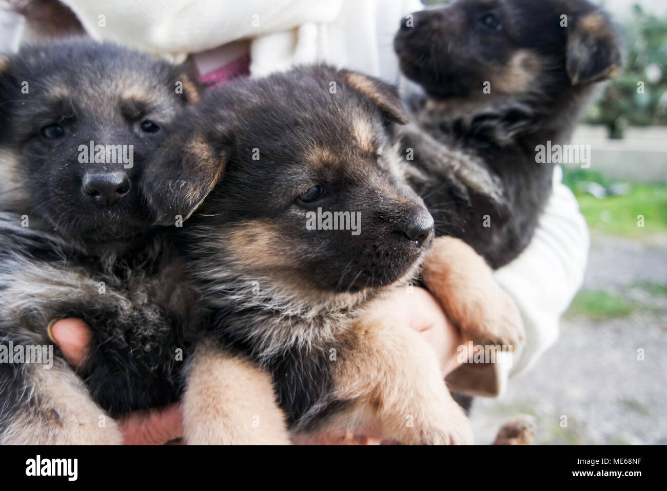 German shepherd guide dog hi-res stock photography and images - Alamy