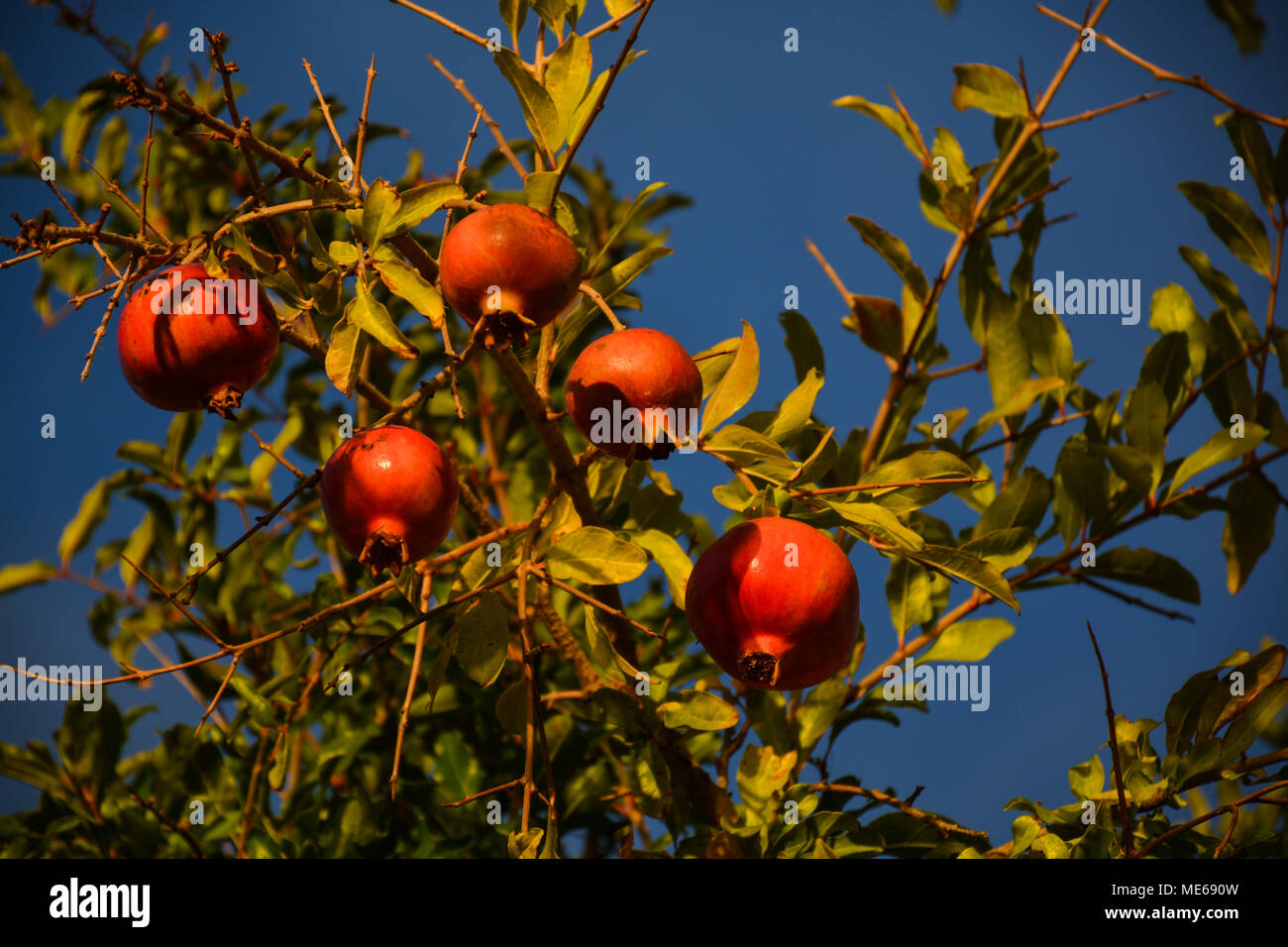 Croatian nature scenes. Hip tree with fruits Stock Photo - Alamy