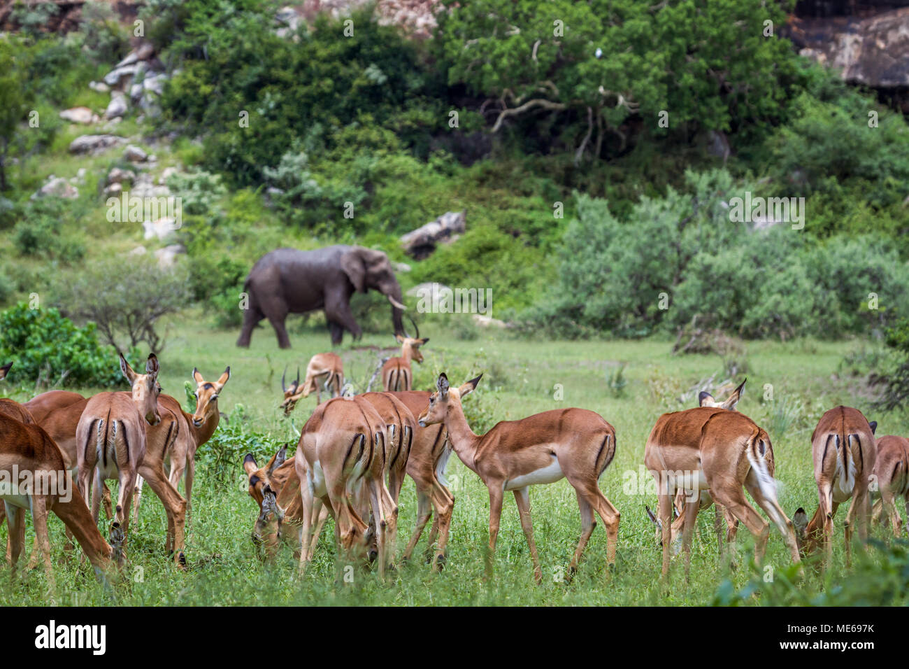 Common Impala in Mapungubwe national park, South Africa ;Specie ...