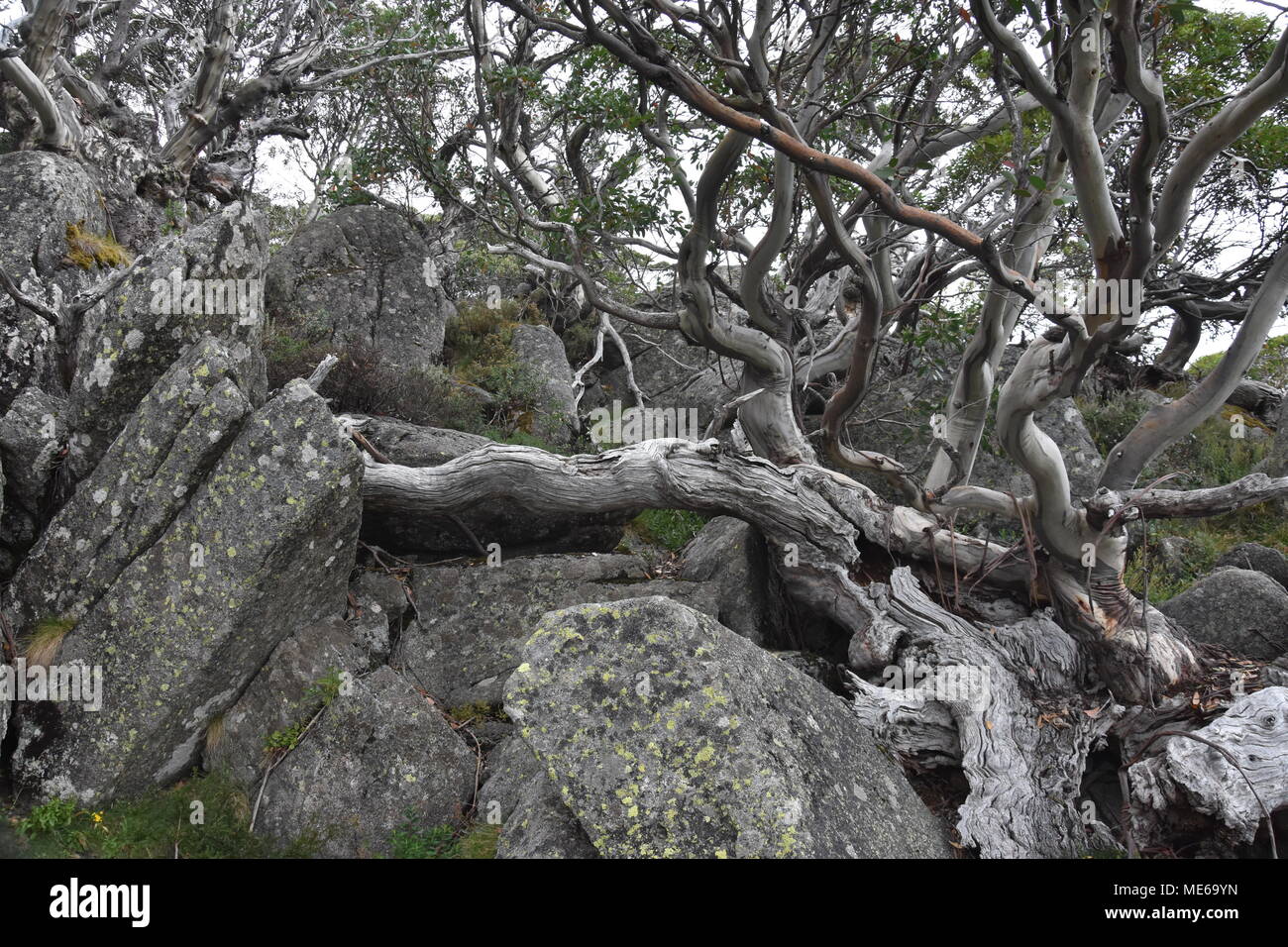 Twisted roots of a dead tree on rocks. Pattern of dead tree - dry part ...