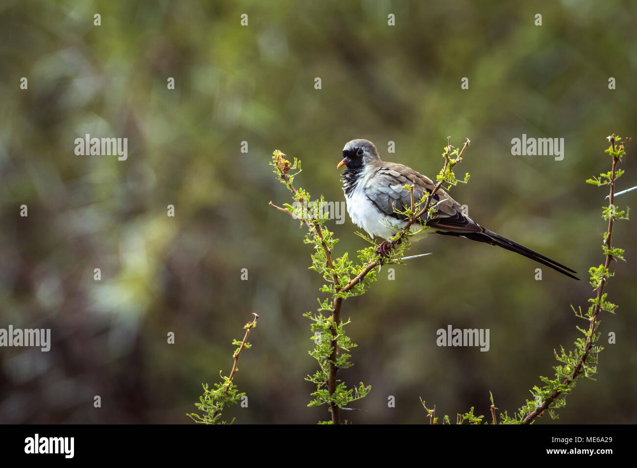 Namaqua dove in Mapungubwe national park, South Africa ;Specie Oena ...