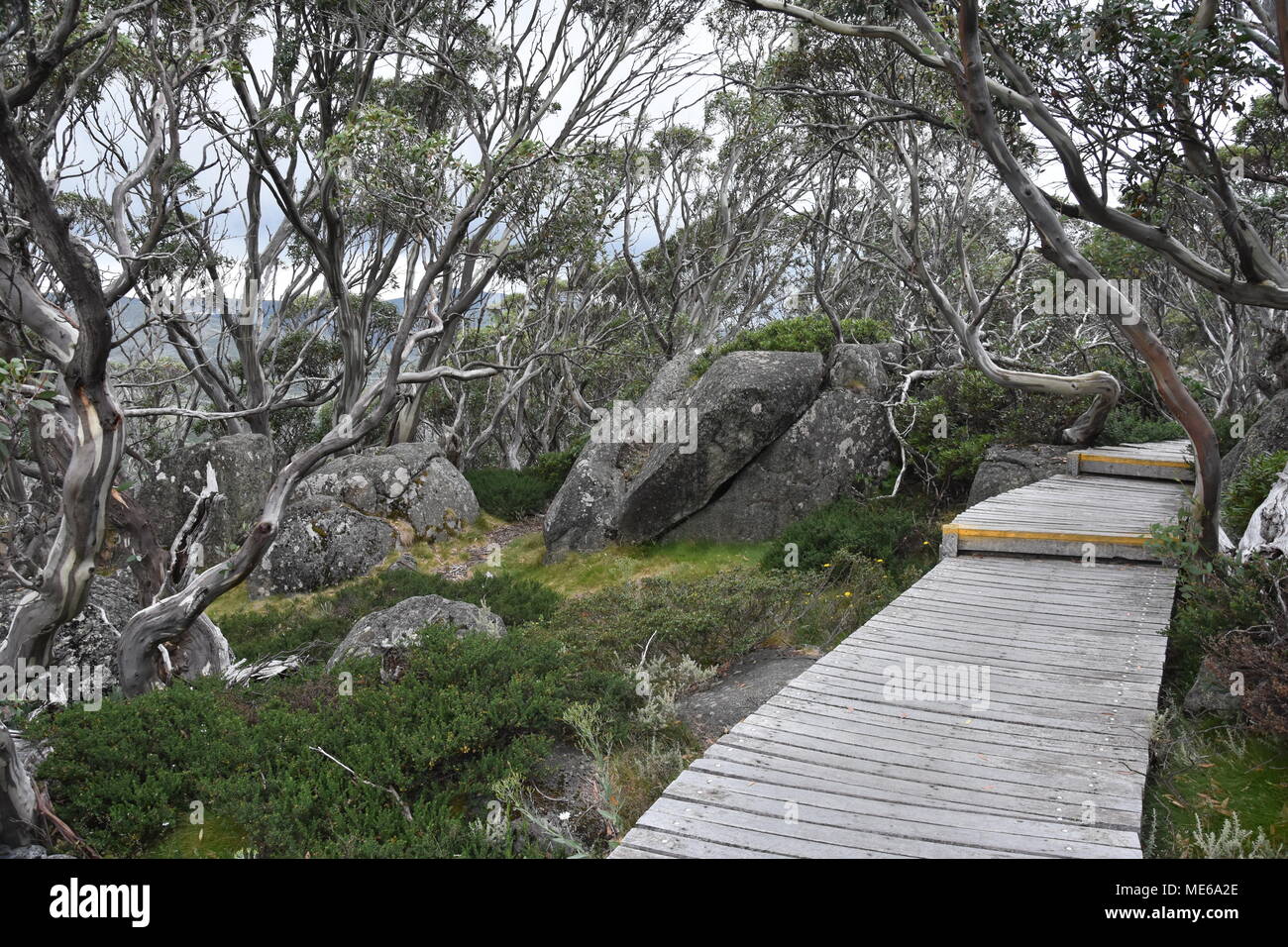 Photo closeup of path walkway made of wood along rocky hill among green ...