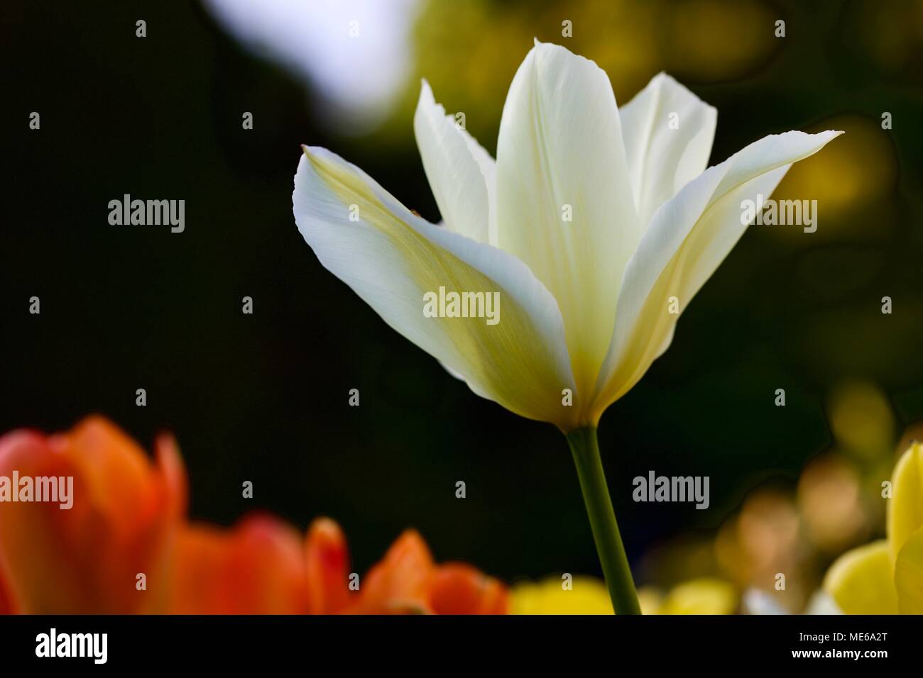 White emperor tulip hi-res stock photography and images - Alamy