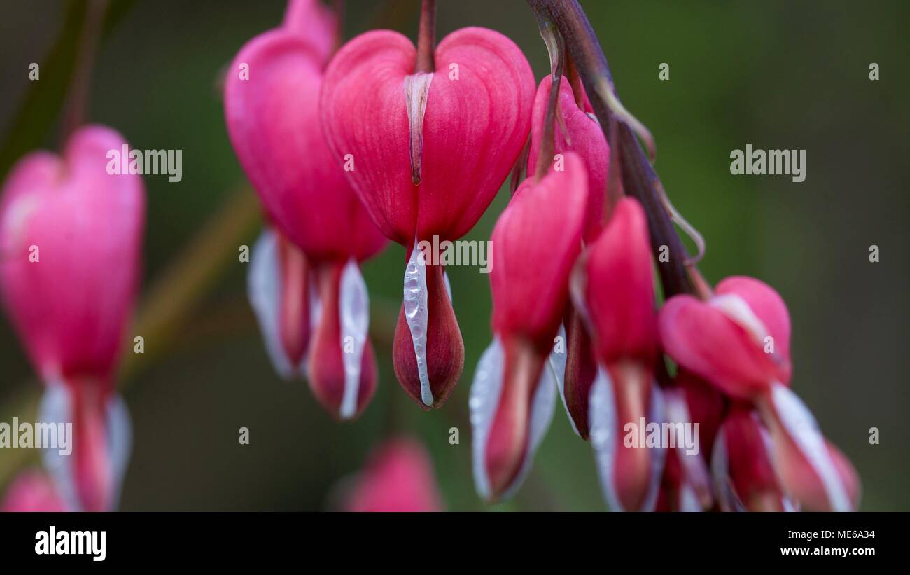 Lamprocapnos spectabilis bleeding heart Stock Photo - Alamy