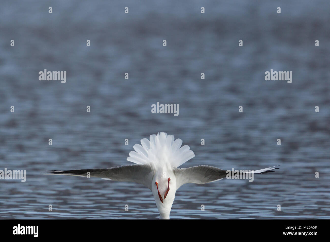 rectrix and wings of natural headless gull (larus ridibundus) just ...