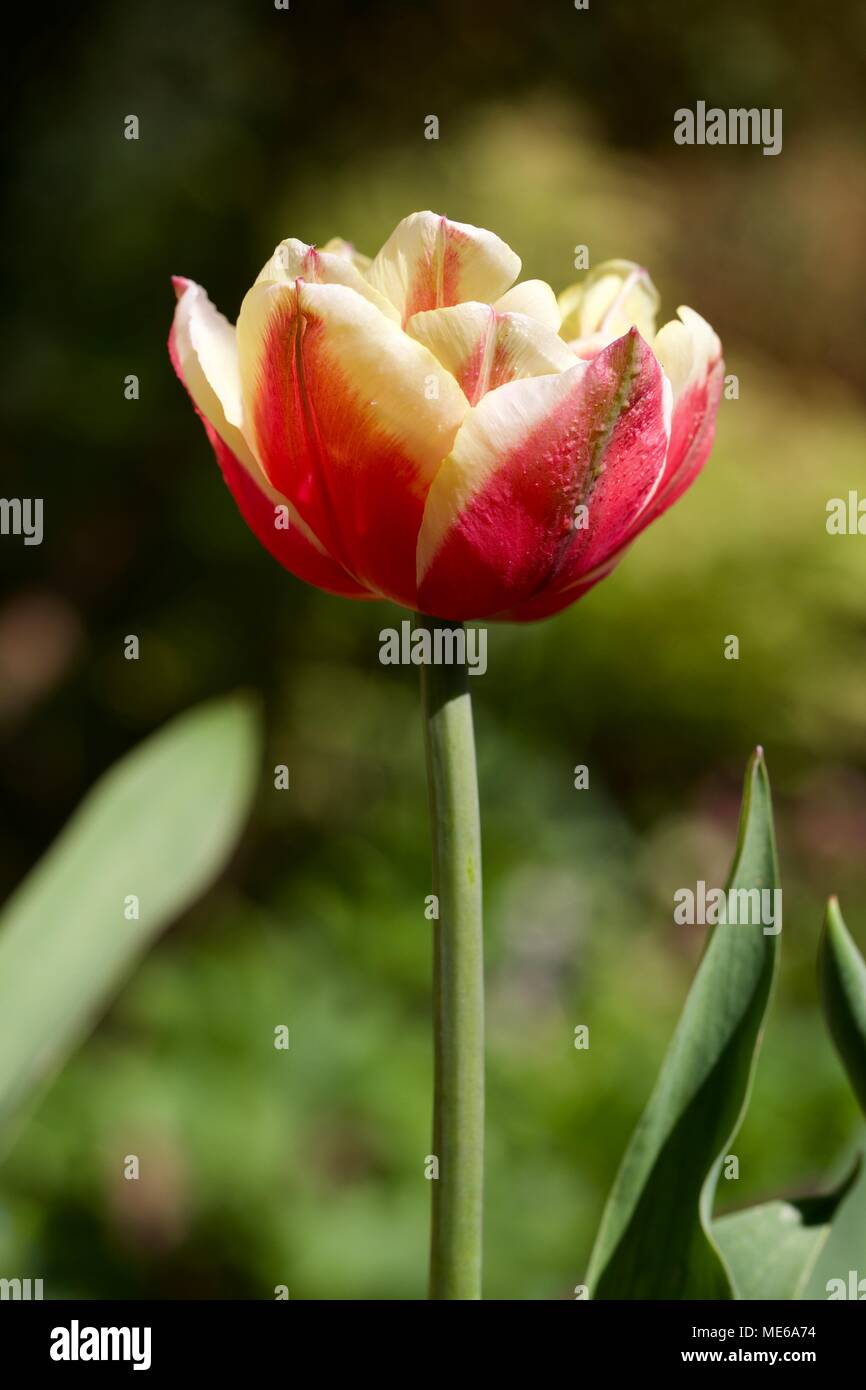 Single Tulip Flower Stock Photo - Alamy