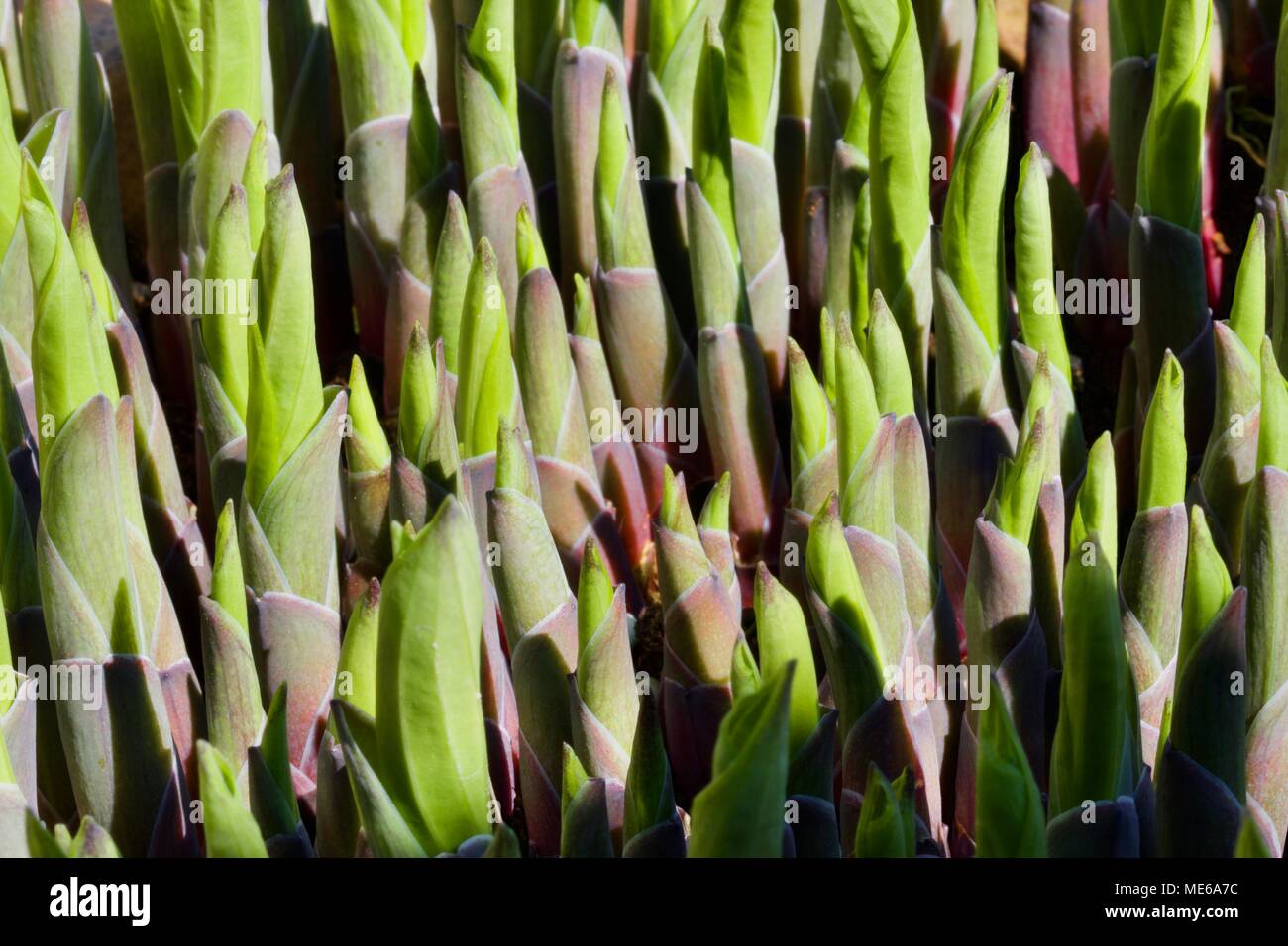 Young hosta hi-res stock photography and images - Alamy