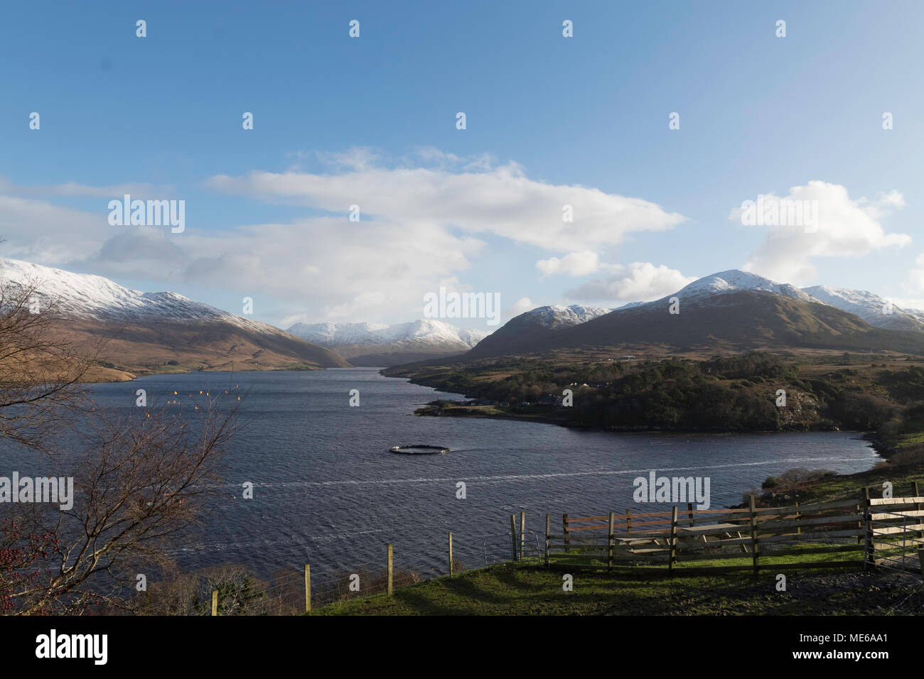 Killary fjord sheep hi-res stock photography and images - Alamy