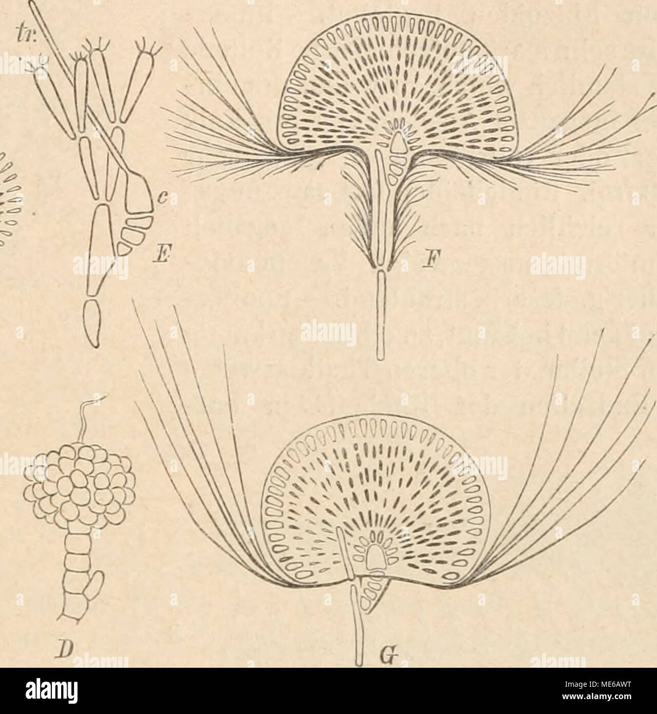 Nemalion hi-res stock photography and images - Alamy