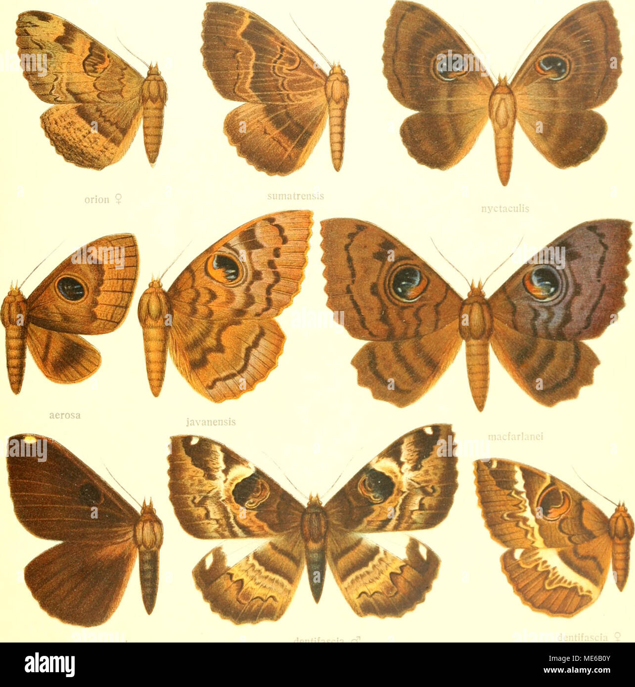 . Die Gross-Schmetterlinge der Erde : eine systematische Bearbeitung der bis jetzt bekannten ...