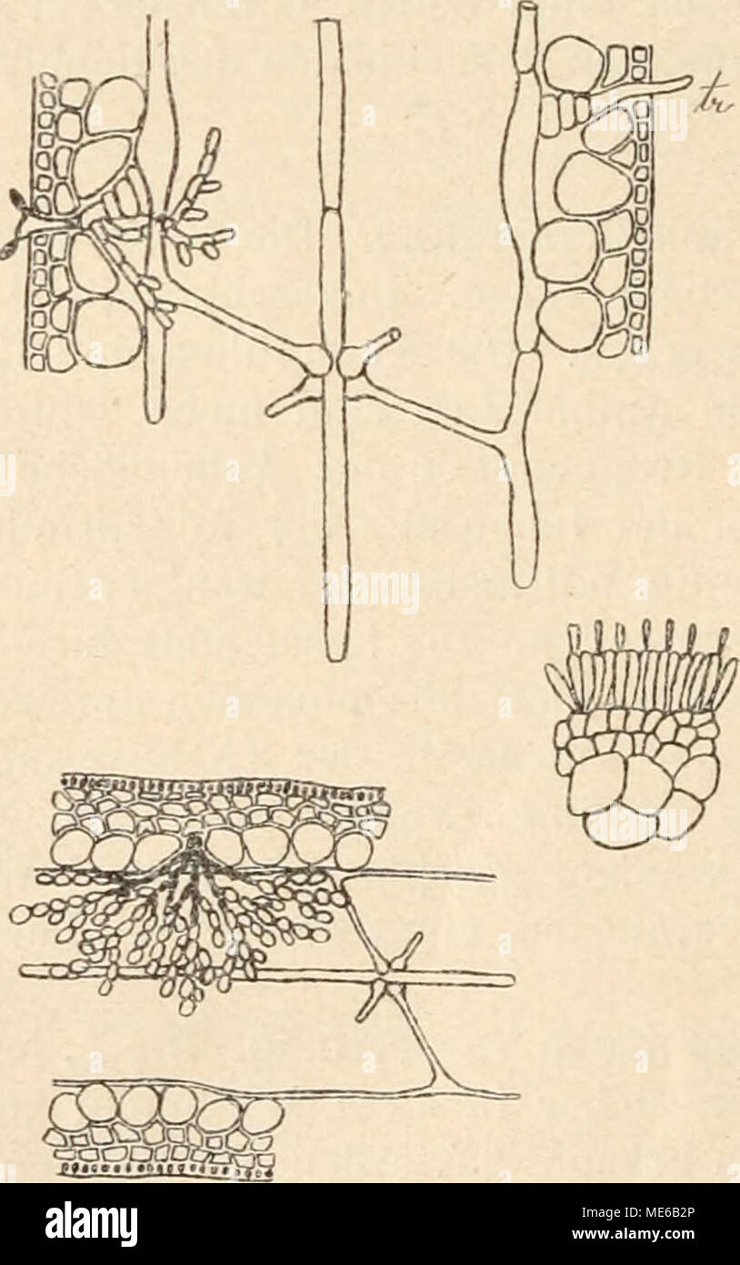 Sirodot hi-res stock photography and images - Alamy