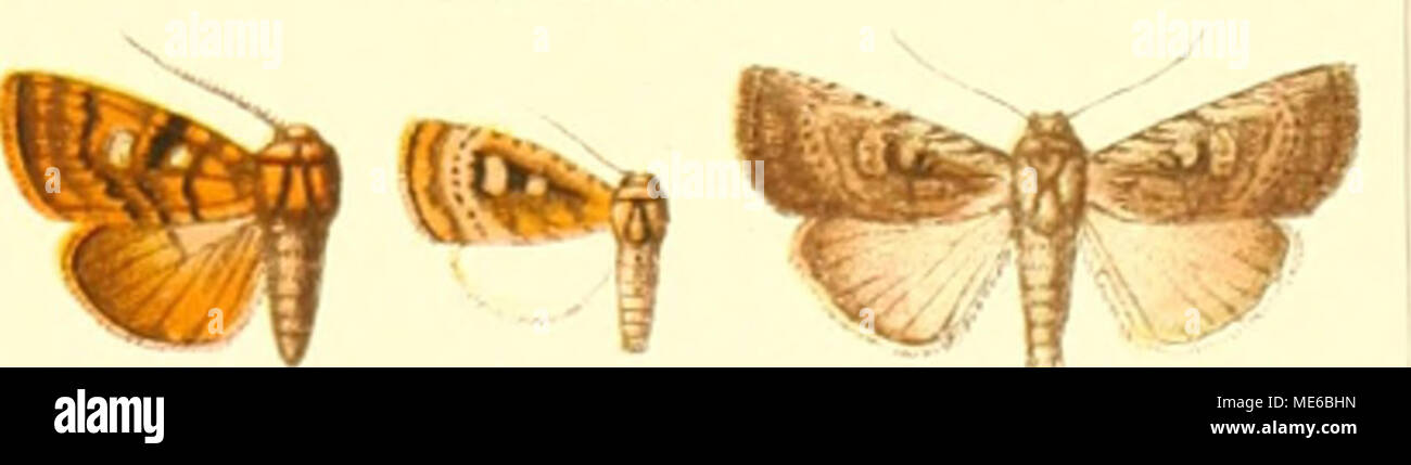 . Die Gross-Schmetterlinge der Erde : eine systematische Bearbeitung ...