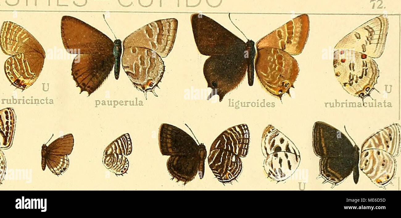 . Die Grossschmetterlinge der Erde : eine systematische Bearbeitung der ...