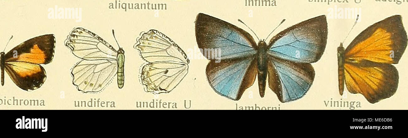 . Die Grossschmetterlinge der Erde : eine systematische Bearbeitung der ...
