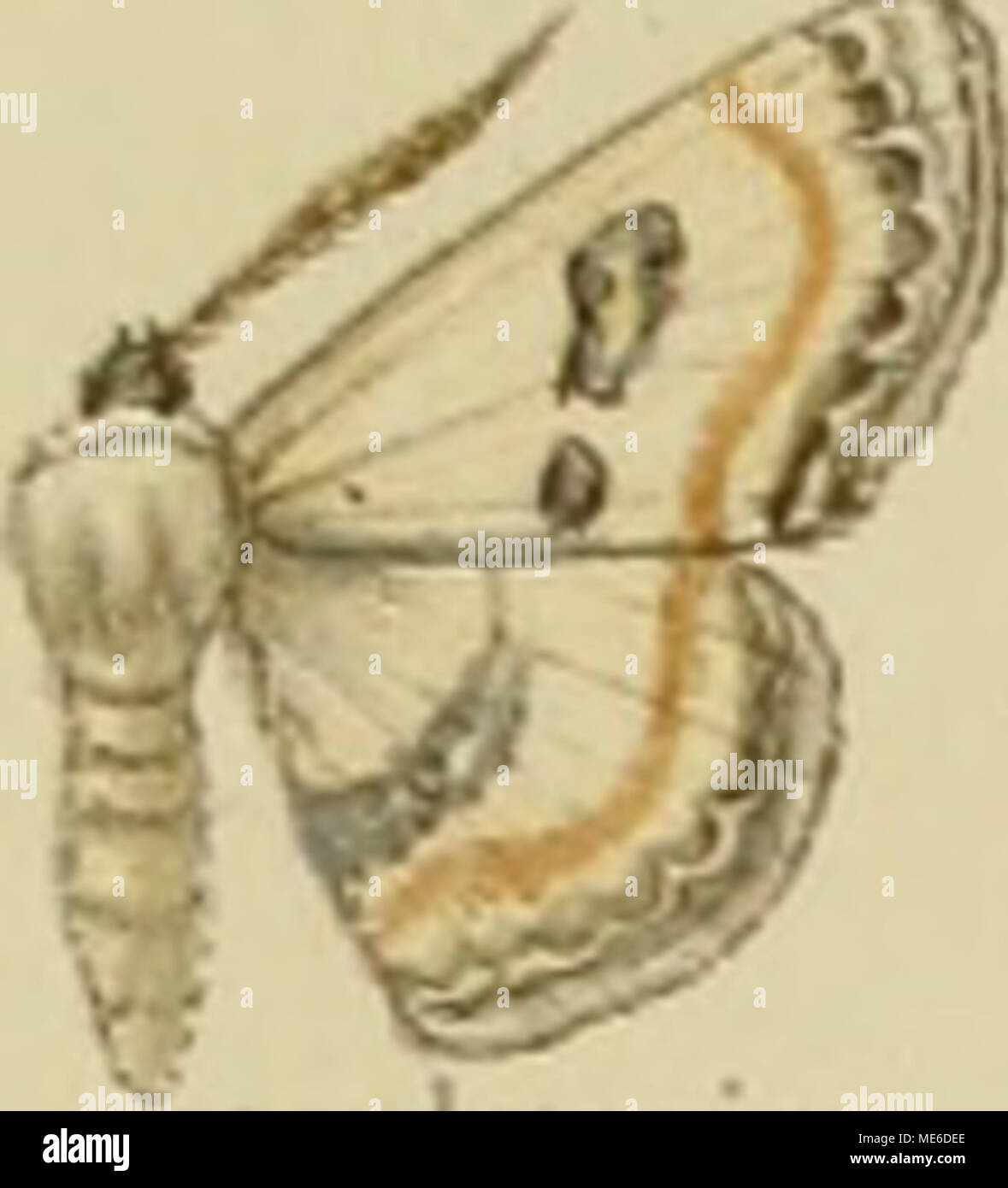 Plumularia hi-res stock photography and images - Alamy