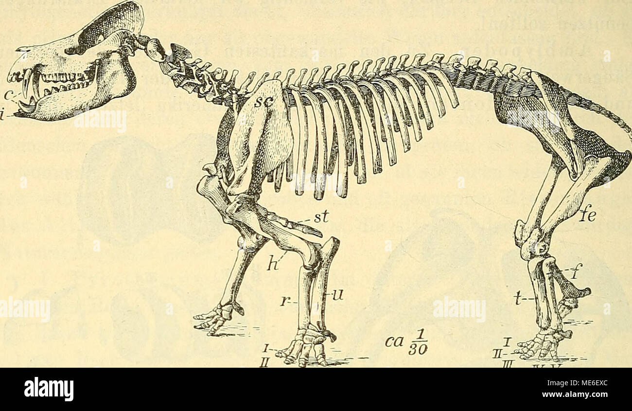 . Die geologischen grundlagen der abstammungslehre . Fig. 164. Skelett ...