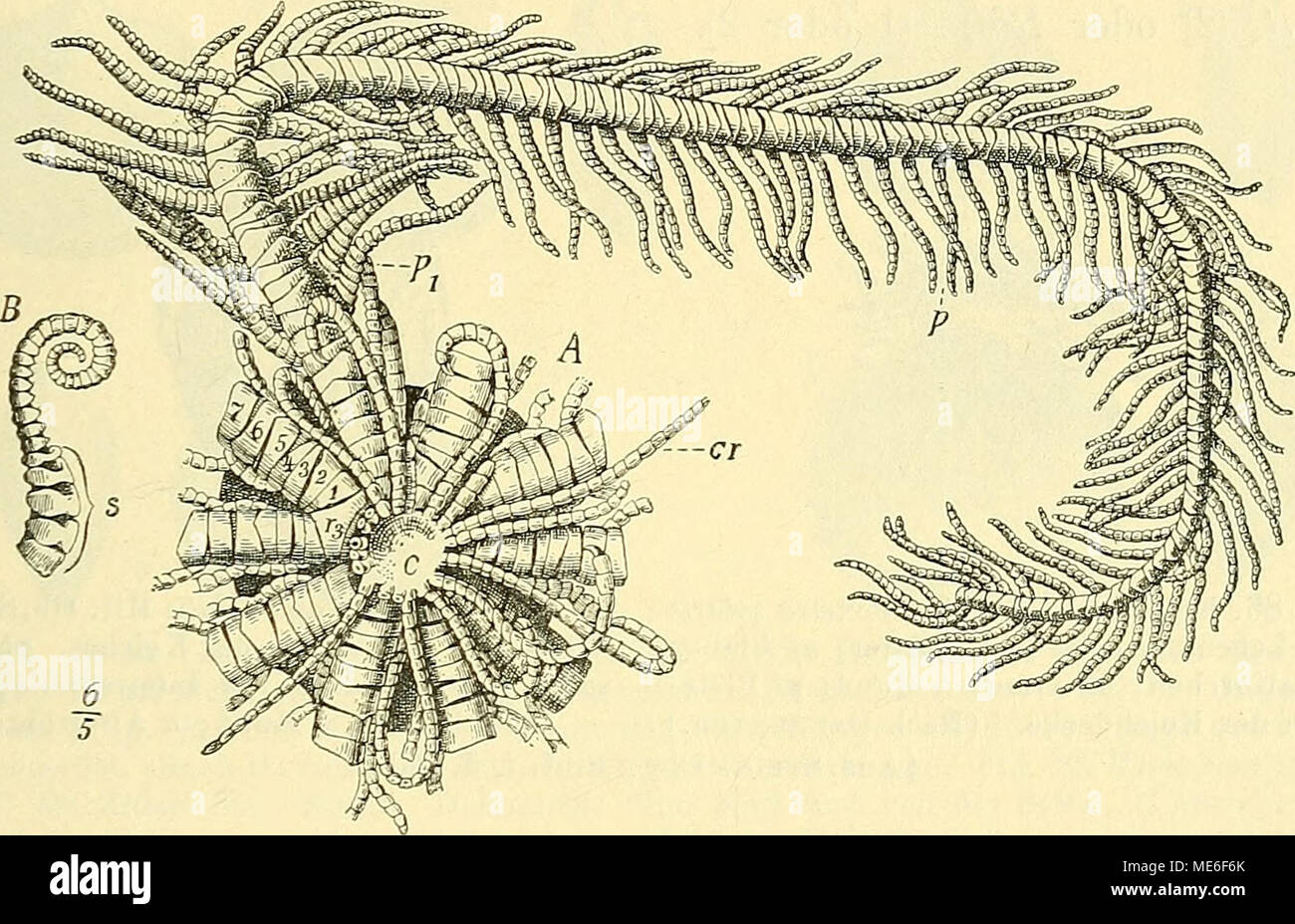 Actinometra hi-res stock photography and images - Alamy