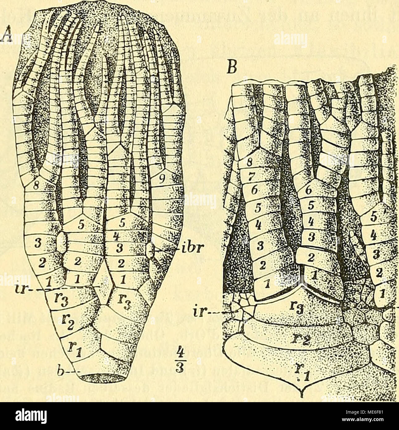 . Die geologischen grundlagen der abstammungslehre . Fig. 78. Ein ...