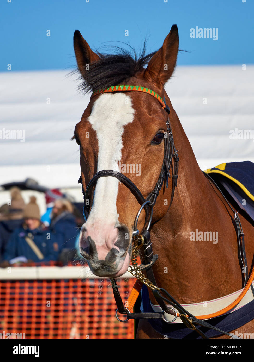 Bay horse blaze hi-res stock photography and images - Alamy