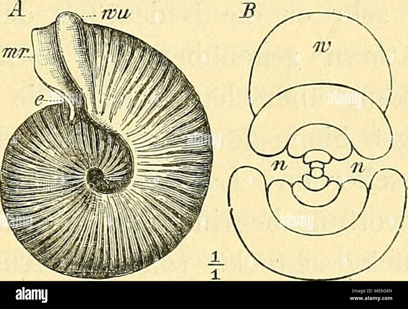 Noch wu hi-res stock photography and images - Alamy
