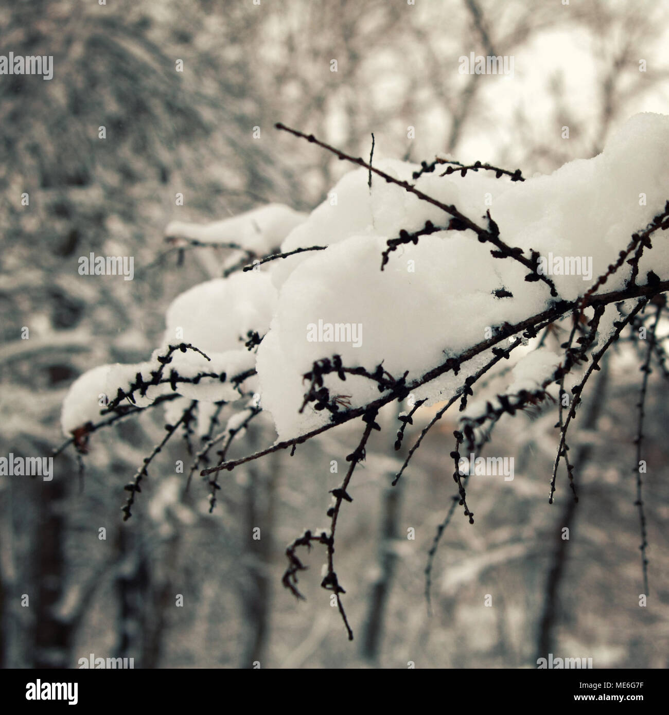 Larch tree branch covered with snow. Close up. A snowy day in the park ...