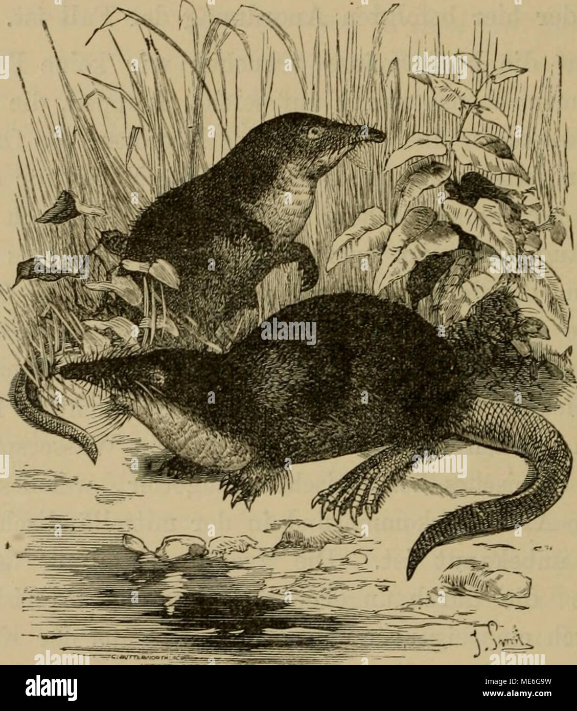 Wassertiere hi-res stock photography and images - Alamy